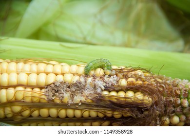 Corn Caterpillar Pests Caterpillar Eats Corn Stock Photo 1149358928 ...