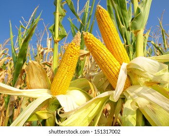 Ripe Corn Field Farmland Wait Harvest Stock Photo (Edit Now) 497337079