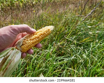 7,586 Broken stem Images, Stock Photos & Vectors | Shutterstock