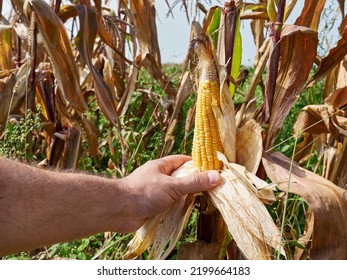 7,586 Broken stem Images, Stock Photos & Vectors | Shutterstock