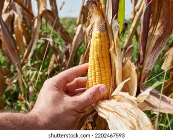 7,586 Broken stem Images, Stock Photos & Vectors | Shutterstock