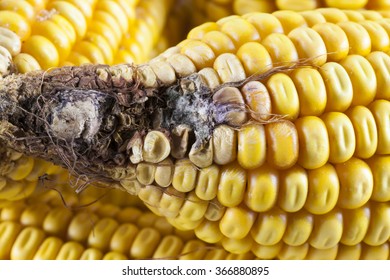 50 Roasted corn cop Images, Stock Photos & Vectors | Shutterstock