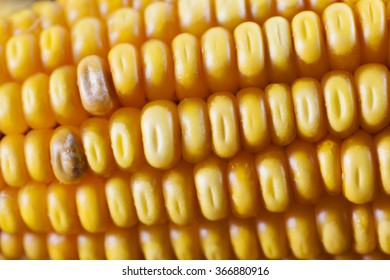 50 Roasted corn cop Images, Stock Photos & Vectors | Shutterstock