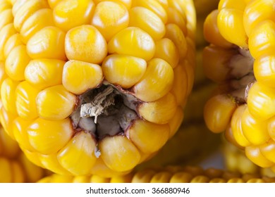 50 Roasted corn cop Images, Stock Photos & Vectors | Shutterstock