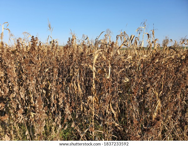 Corn Crop Infested Weeds Rough Cocklebur Stock Photo 1837233592 ...