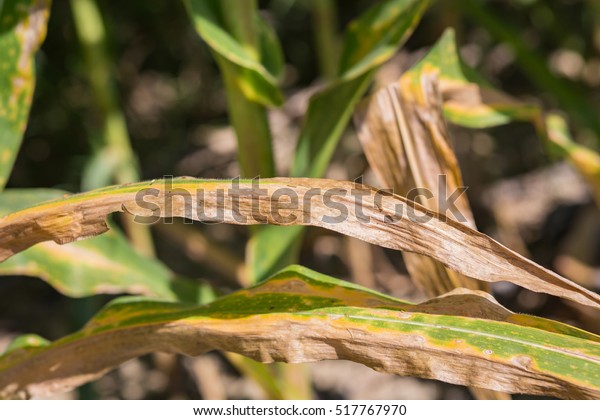 Corn Downy Mildew Stock Photo (Edit Now) 517767970