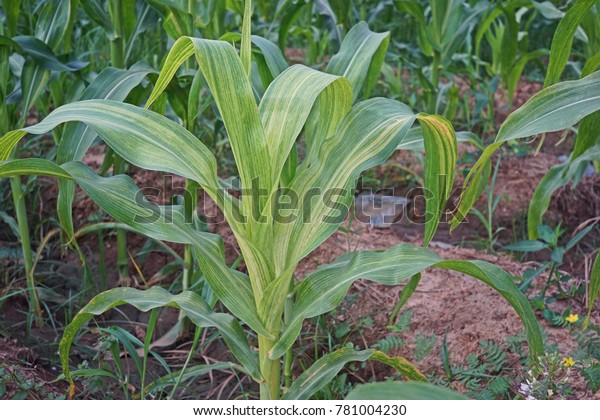 Corn Downy Mildew Stock Photo 781004230 | Shutterstock