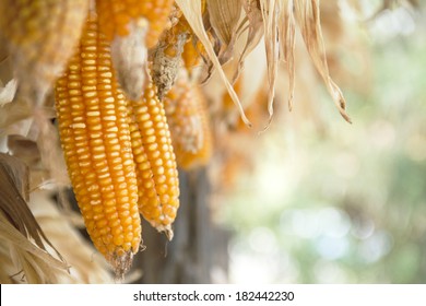10,896 Dried corn husk Images, Stock Photos & Vectors | Shutterstock