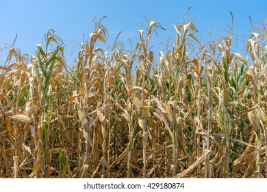 Corn Field Closeup Farm Stock Photo 429180877 | Shutterstock
