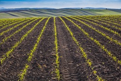 Plowed field, rows from soybean sowing. Soil on the field, a Nature ...