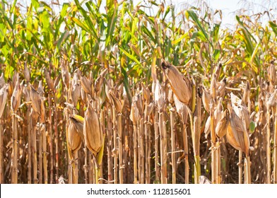 Transgenic Hibrid Food Corn Field Espigas Stock Photo 1414052270 ...