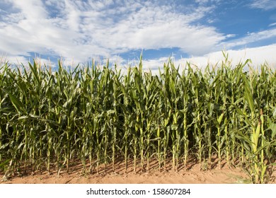 Corn Field Stock Photo 158607284 | Shutterstock