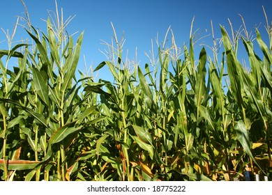Field Corn Front Blue Sky Stock Photo 1811679934 | Shutterstock
