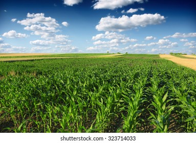 Corn Field Stock Photo 323714033 | Shutterstock