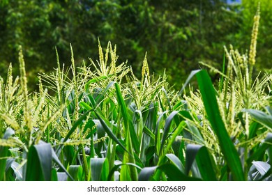 2,421 Indian farmer corn Images, Stock Photos & Vectors | Shutterstock