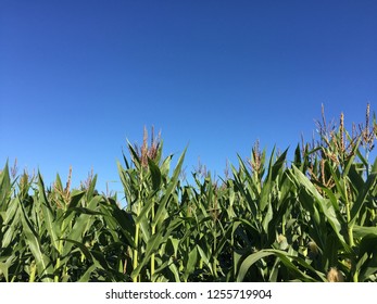 Corn Field Background Stock Photo 1255719904 | Shutterstock