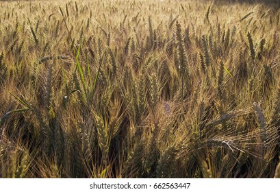 Corn Field Background Texture Stock Photo 662563447 | Shutterstock