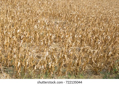 1,998 Dead corn field Images, Stock Photos & Vectors | Shutterstock