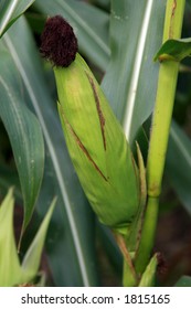 Zea Mays Linn Sweet Corn Field Stock Photo 341692370 | Shutterstock