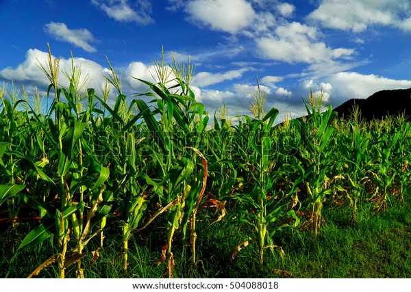 Corn Field Sky Beautiful Clouds Stock Photo 504088018 | Shutterstock