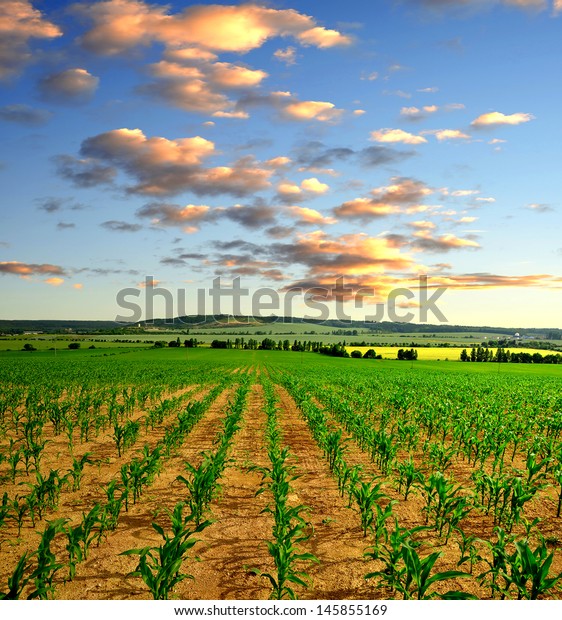 Corn Field Sunset Stockfoto 145855169 | Shutterstock