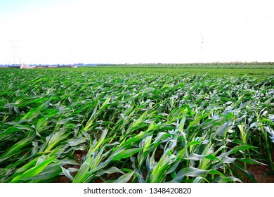 13,911 Wind Corn Images, Stock Photos & Vectors | Shutterstock