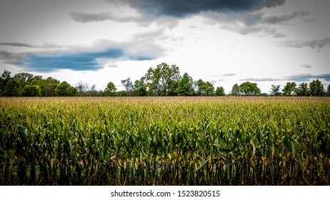 250 Ohio corn field Images, Stock Photos & Vectors | Shutterstock