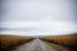 Corn Field at Dawn, a Nature Photo by NovaPhoto