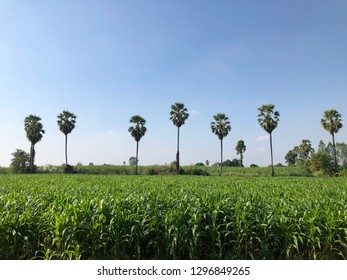 Corn Fields Tree Stock Photo 1296849265 | Shutterstock