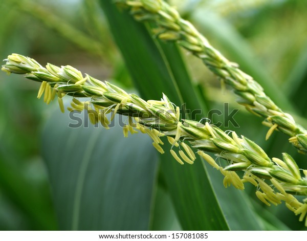 Corn Flower Stock Photo 157081085 | Shutterstock