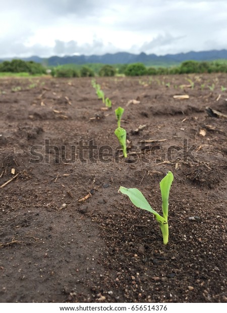 Corn Germination Field Stock Photo 656514376 | Shutterstock