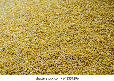 Corn Grain Stock Photo 641357296 | Shutterstock