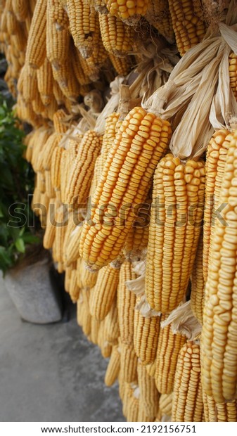 Corn Hanged Out Drying Tiger Leaping Stock Photo 2192156751 | Shutterstock