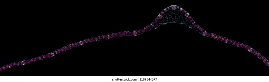 Corn Leaf Cross Section Cut Under Stock Photo 1189544677 | Shutterstock