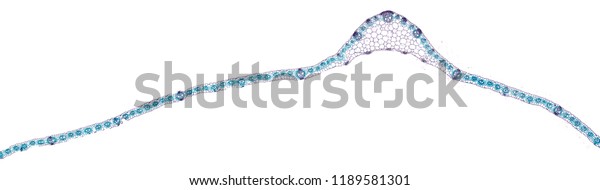 Corn Leaf Cross Section Cut Under Stock Photo 1189581301 | Shutterstock