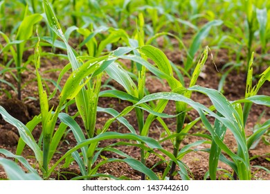 Corn Leaf Damage By Insect Worm Stock Photo 1437442610 | Shutterstock