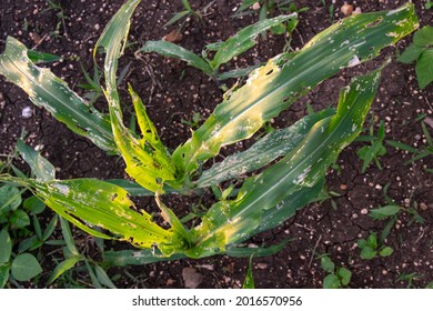 1,507 Insect damage corn Images, Stock Photos & Vectors | Shutterstock