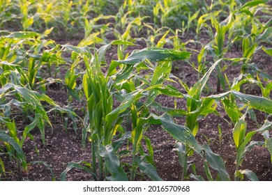 1,507 Insect damage corn Images, Stock Photos & Vectors | Shutterstock