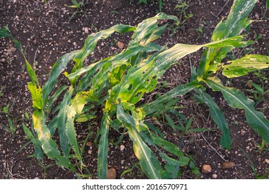 1,507 Insect damage corn Images, Stock Photos & Vectors | Shutterstock