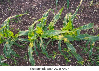 1,507 Insect damage corn Images, Stock Photos & Vectors | Shutterstock