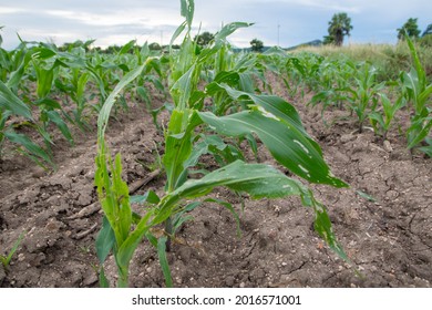 1,507 Insect damage corn Images, Stock Photos & Vectors | Shutterstock