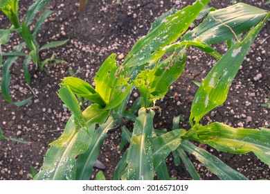 1,507 Insect damage corn Images, Stock Photos & Vectors | Shutterstock