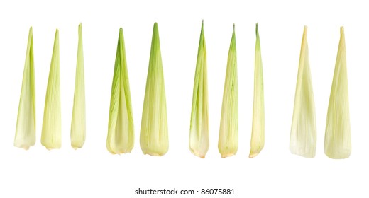 Corn Leaf Isolated Stock Photo 86075881 | Shutterstock