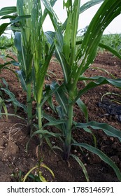Corn Leaf Shoot Damage Fall Armyworm Stock Photo (Edit Now) 1785146591