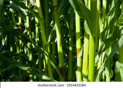 Corn Maize Stem Stock Photo 1014453184 | Shutterstock