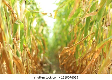 195 Lost in a corn maze Images, Stock Photos & Vectors | Shutterstock