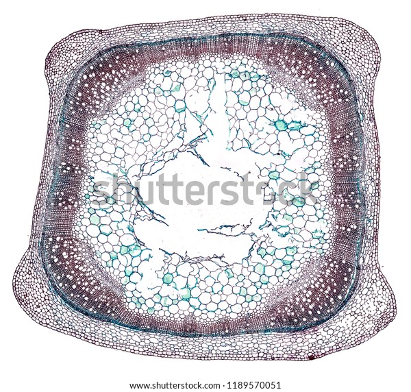 Corn Mint Stem Cross Section Cut Stock Photo 1189570051 | Shutterstock