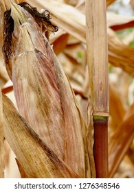 Corn Plant Stalk Node Leaf Ear Stock Photo 1276348546 | Shutterstock
