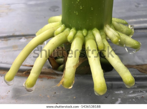 Corn Root System Grown Plastic Covered Stock Photo 1436538188 ...