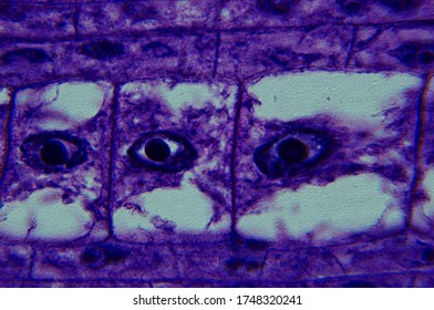 Corn Root Tip Ls Under Microscope Stock Photo 1748320241 | Shutterstock